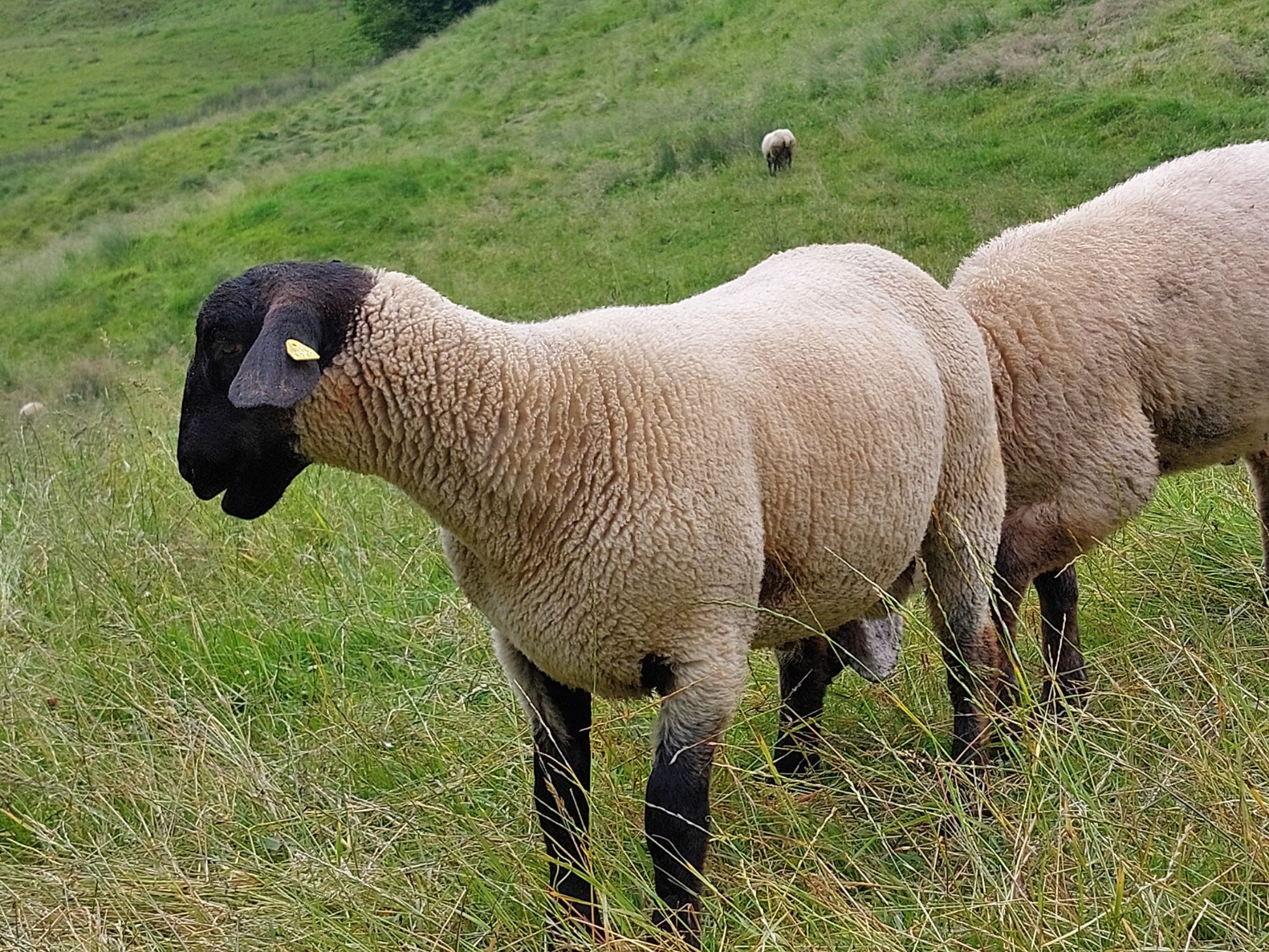 Suffolk-Schafe Aebersold – Züchtung von reinen Suffolk Schafen